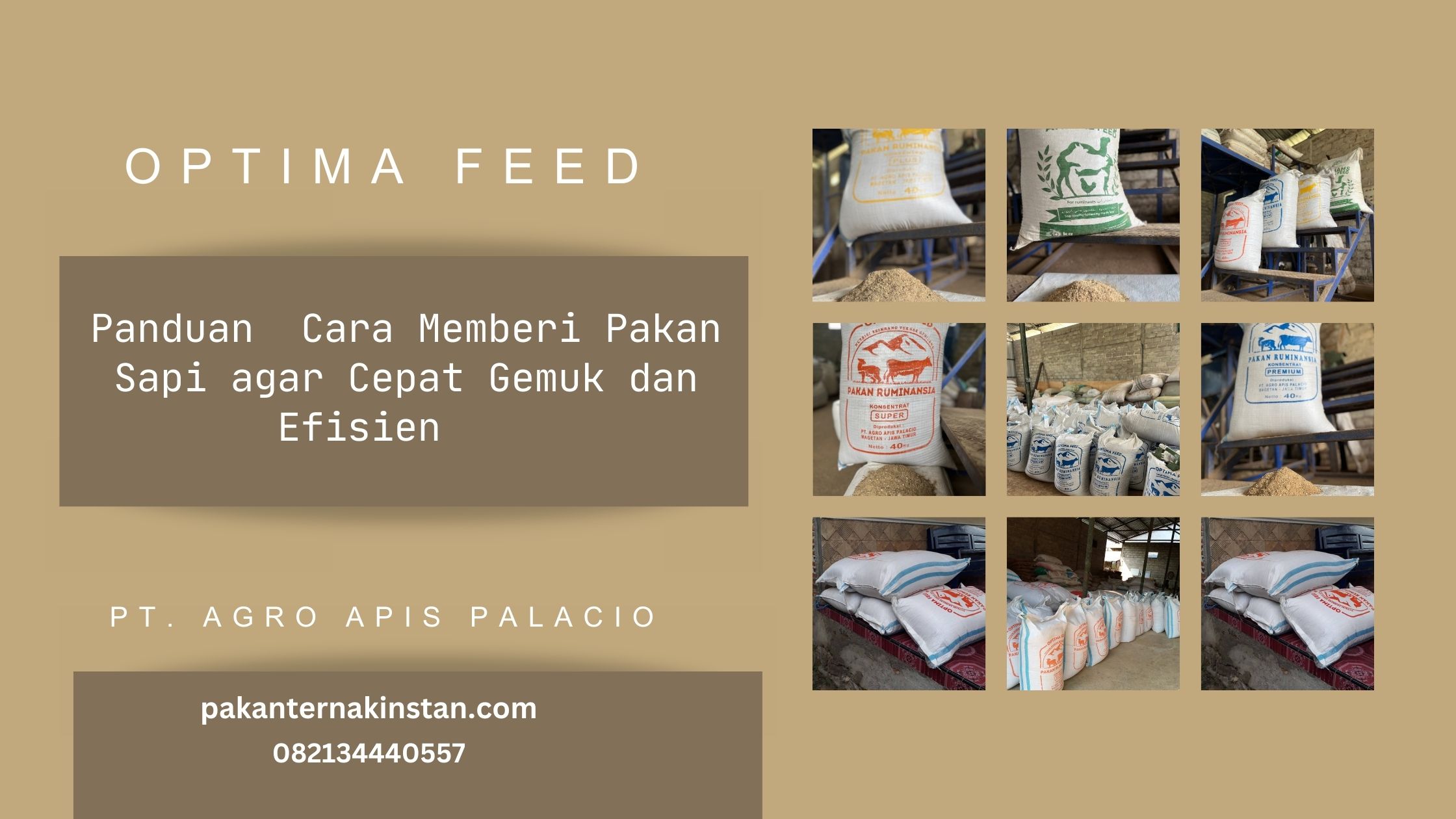 Panduan Cara Memberi Pakan Sapi agar Cepat Gemuk dan Efisien